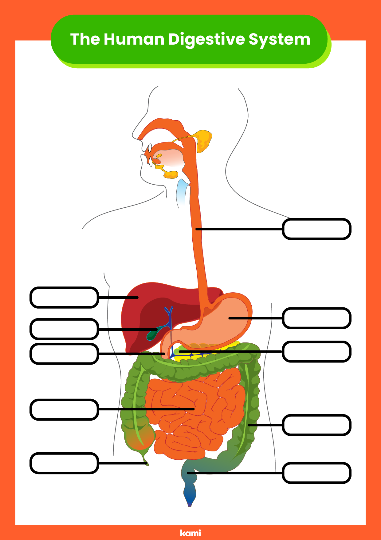 Human Digestive System Labeled For Kids